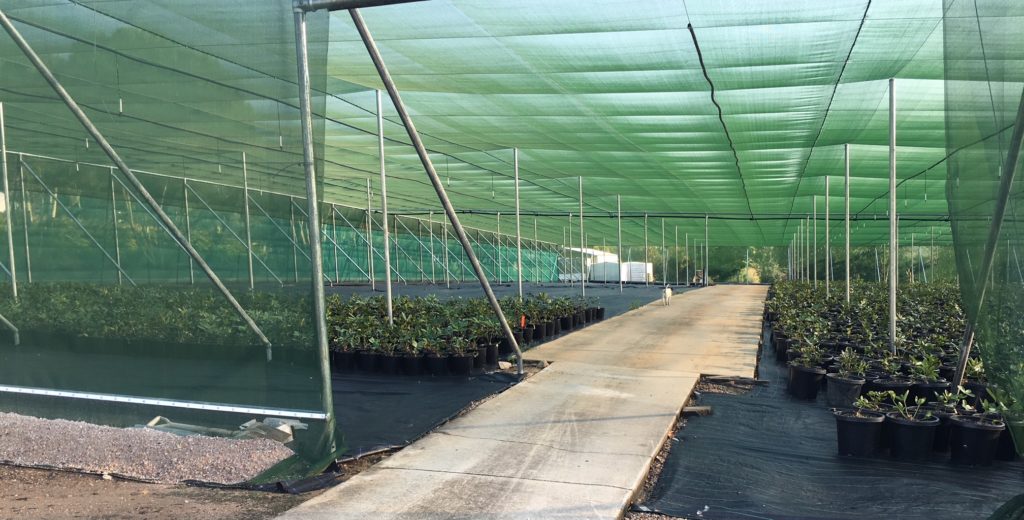 Cycad shadehouse construction - Stanmore Horticultural