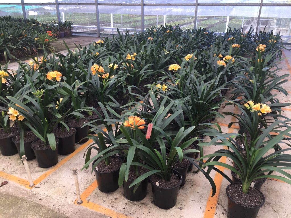 Home - Stanmore Horticultural
