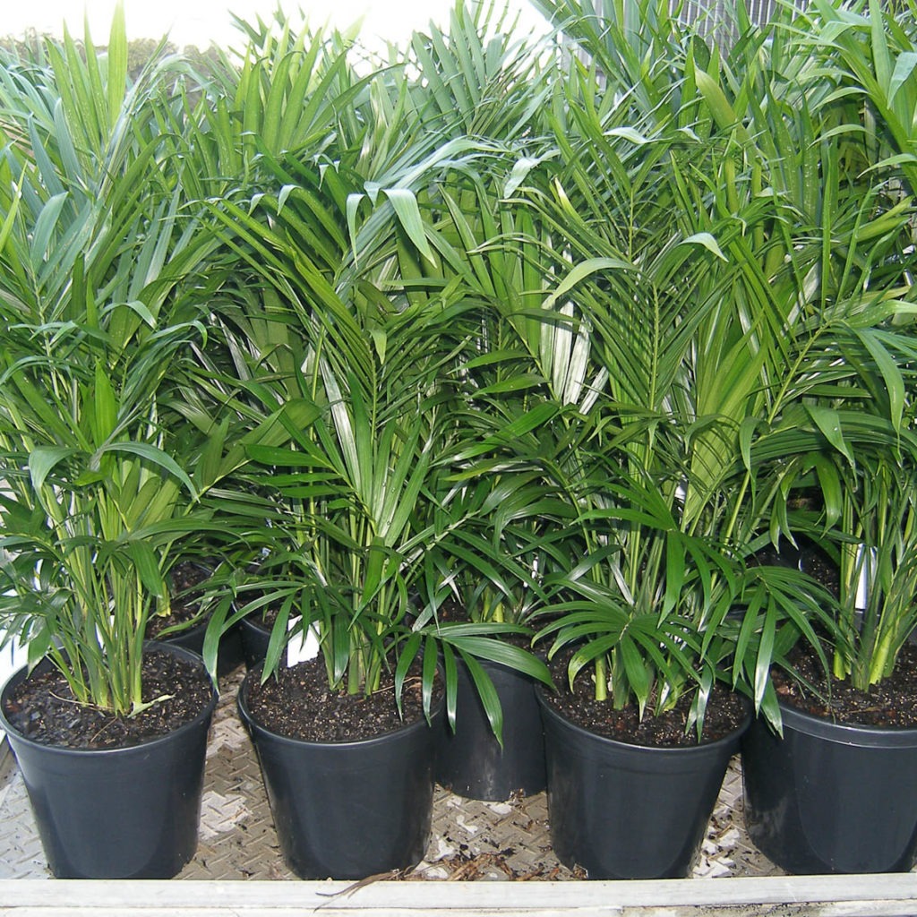 Cascade Palm (Chamaedorea atrovirens) Archives - Stanmore Horticultural