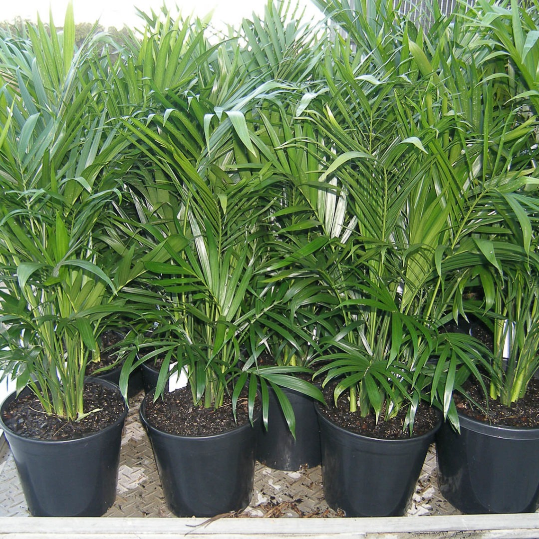 Cascade Palm (Chamaedorea atrovirens) Archives - Stanmore Horticultural